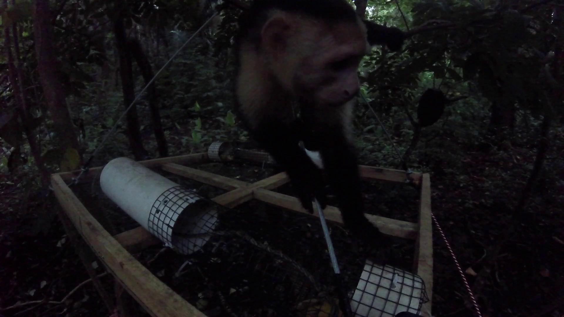 Capuchin - Roboflow Universe