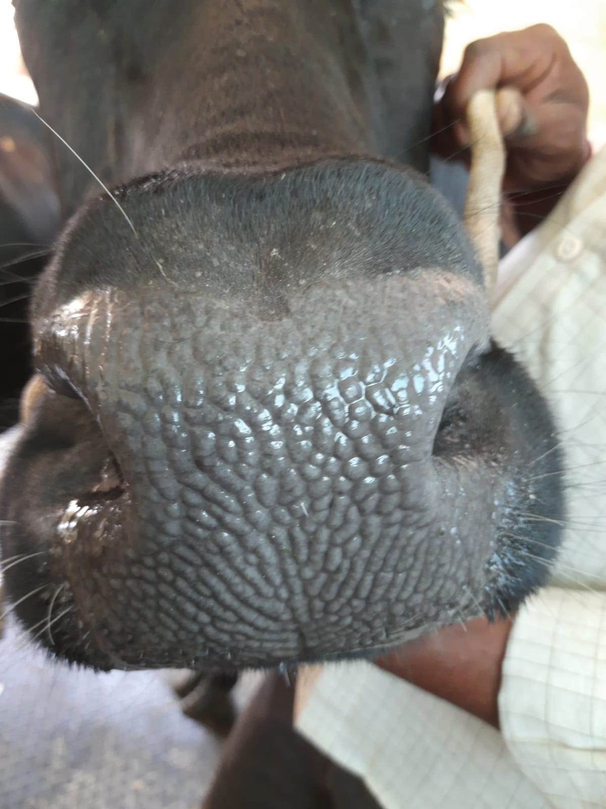 Cattle Identification Object Detection Dataset by IACC