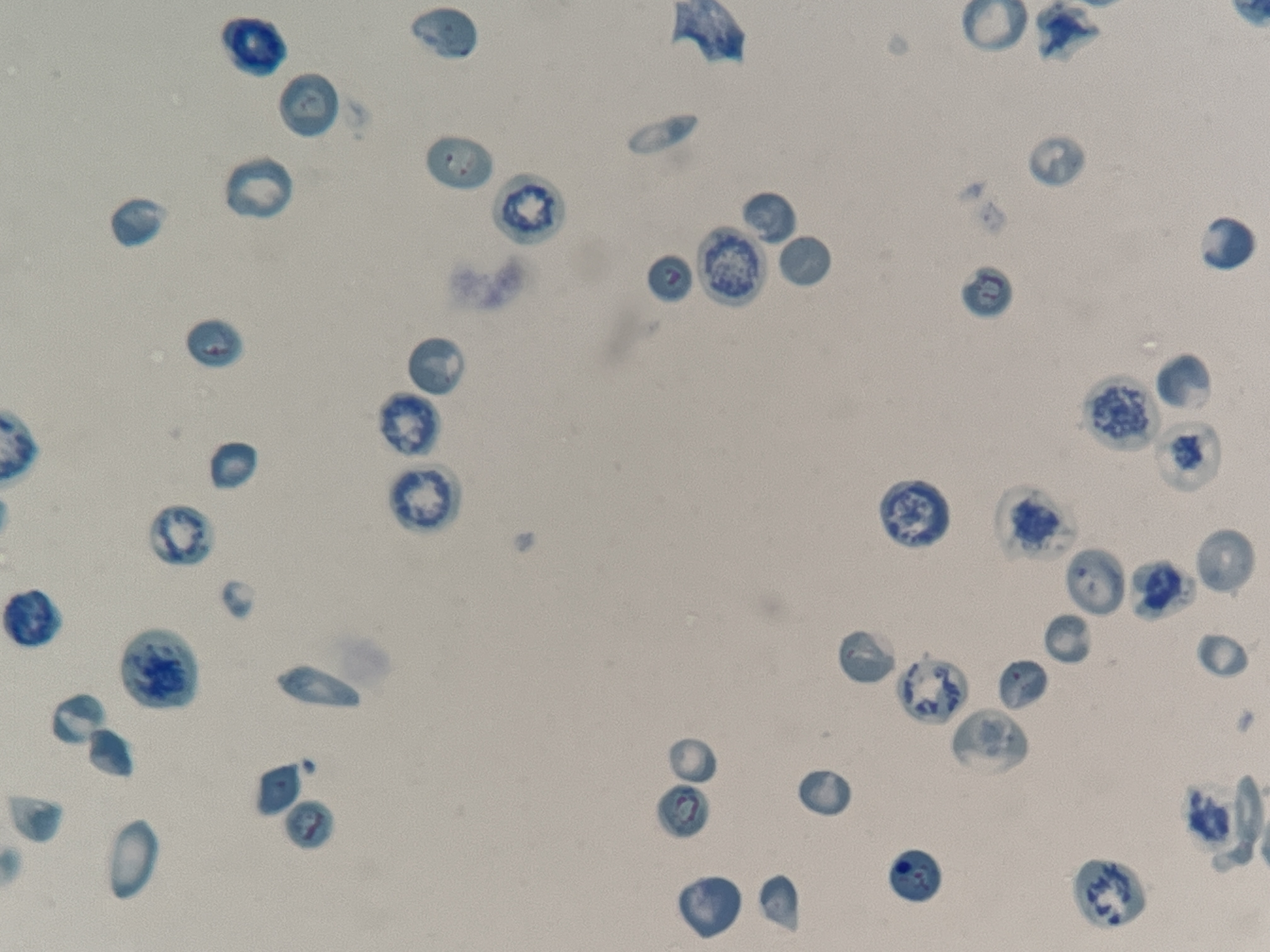 Retic Counting Object Detection Dataset and Pre-Trained Model by CNN Retic