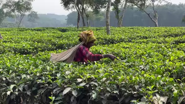 Tea Leaf Object Detection Model by My Workspace