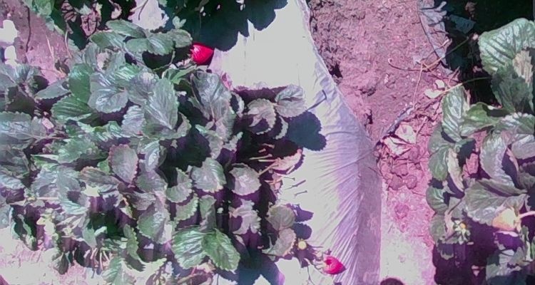 Merged Strawberry Object Detection Dataset by Strawberrydet