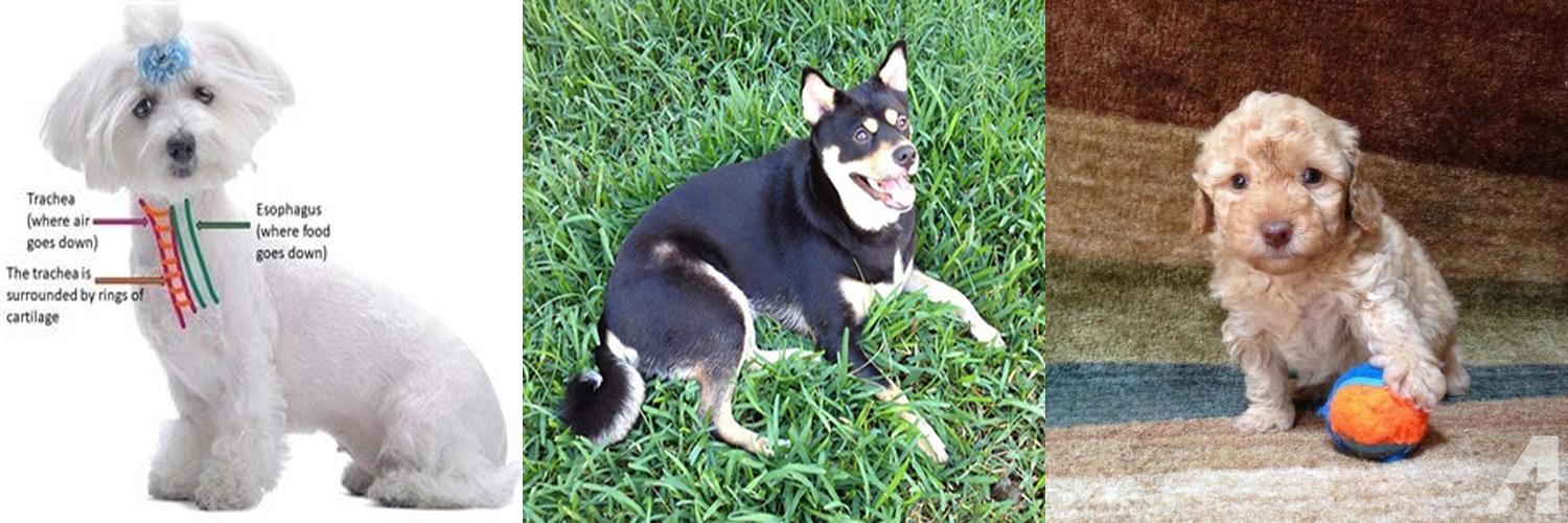 Dog Object Detection Model by sdlfkj