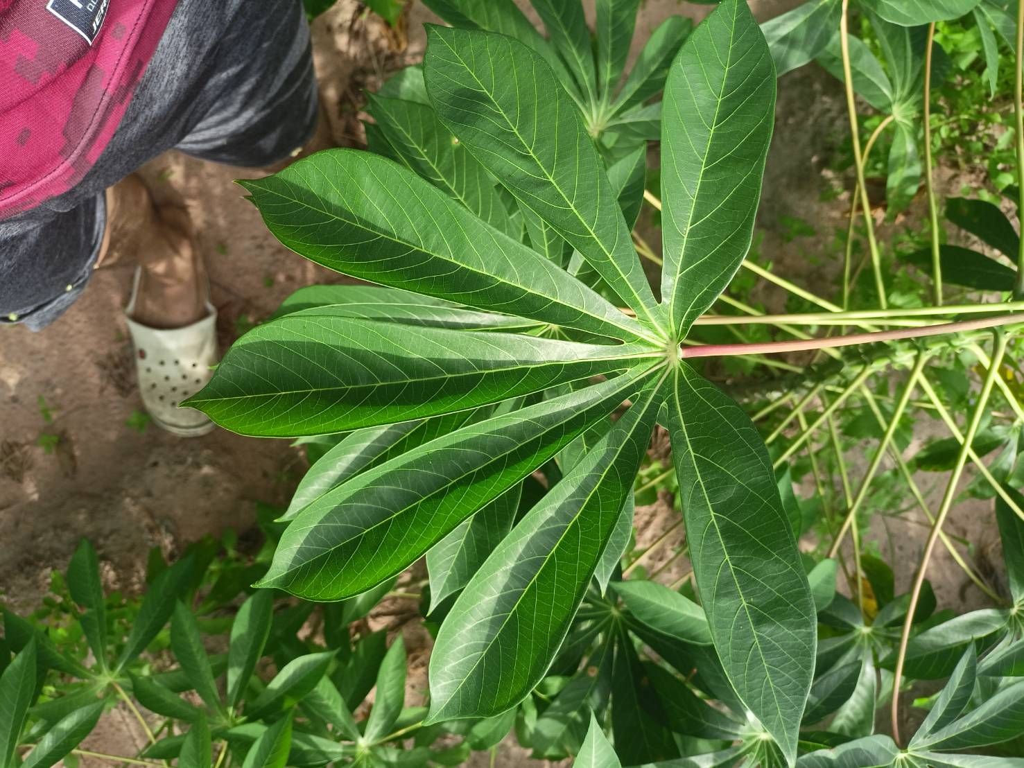 project Object Detection Dataset by new-workspace-uhh2f