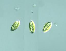 Algae_Detection_project Object Detection Dataset by Training