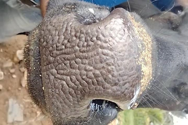 cattle muzzle Object Detection Dataset by cattle