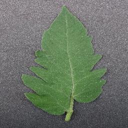 plant's leaves Instance Segmentation Dataset by youssef khaled