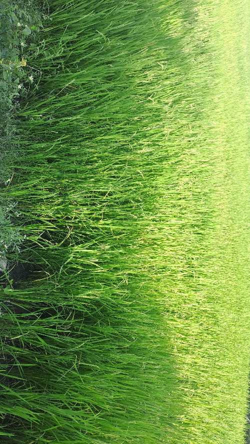 paddy set2 Classification Dataset by hari