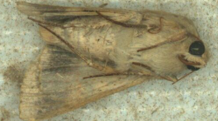 insects Object Detection Model by liudongguang