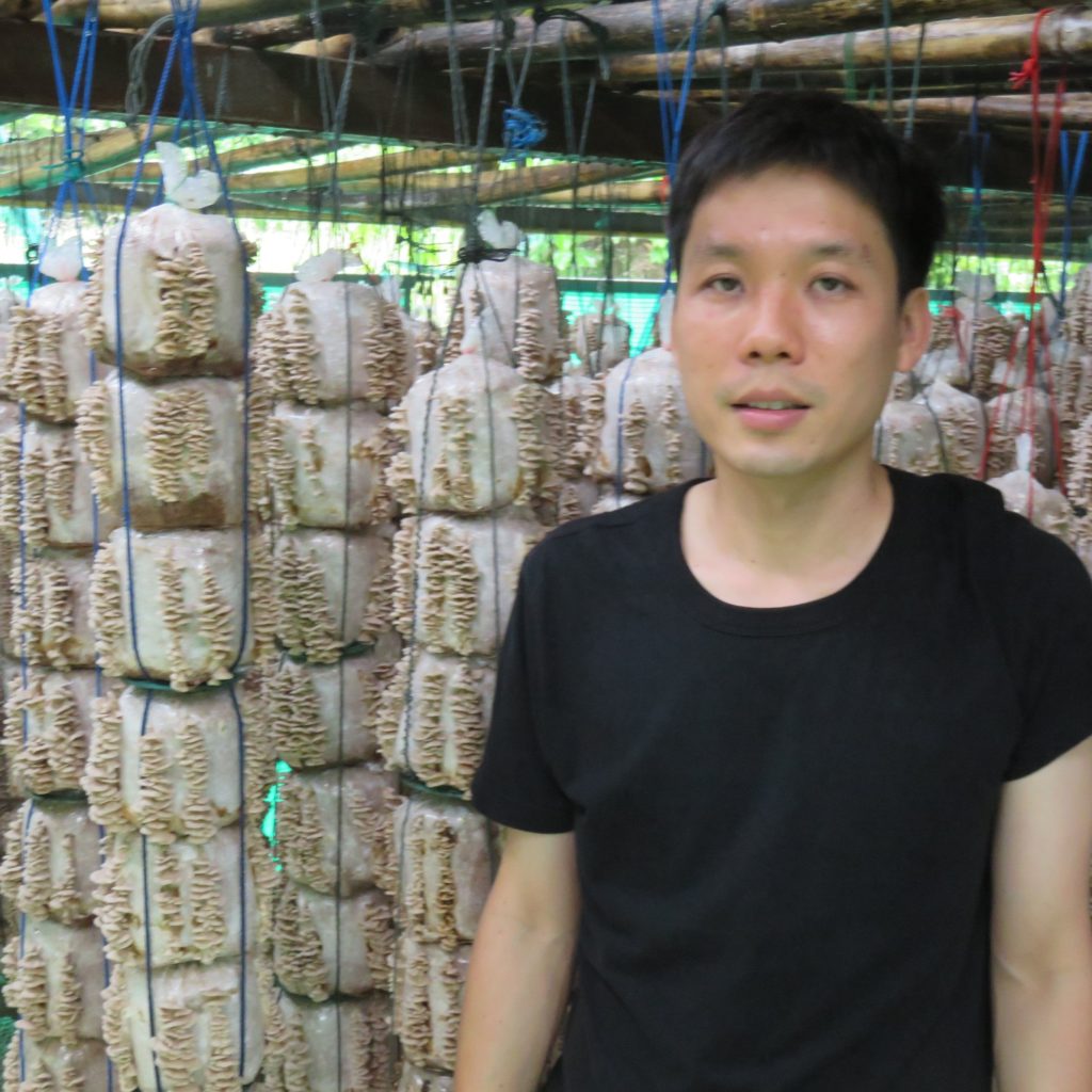 Mushroom Dataset Object Detection Dataset By Mushroom Classify