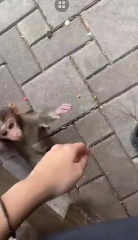 monkey Detect Object Detection Model by farez