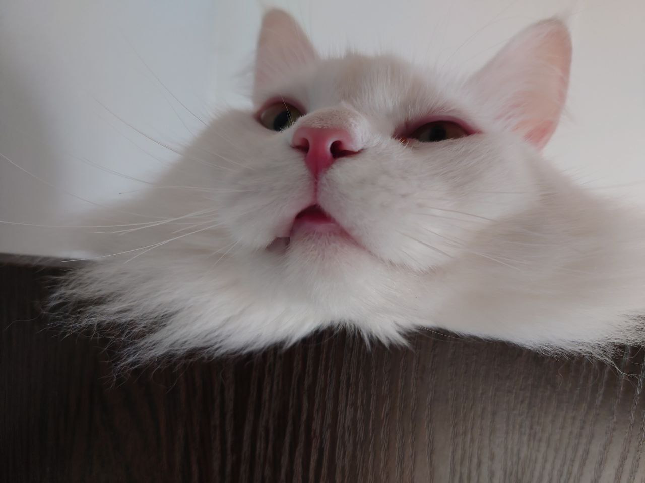 cats Object Detection Dataset by Alex Bougaenko