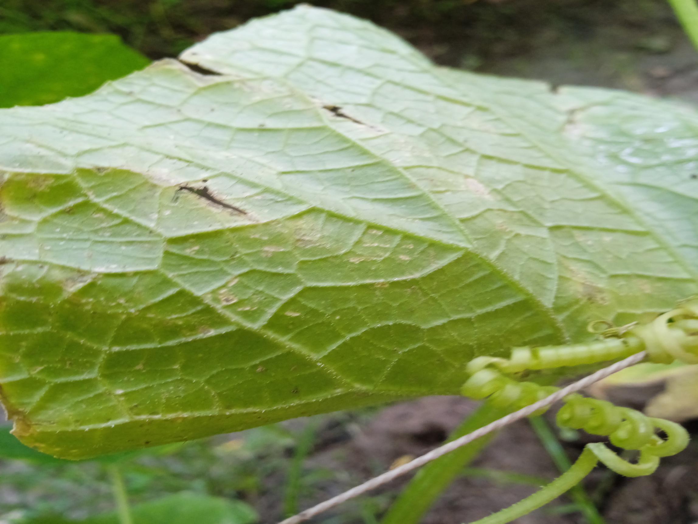 FASILA - Roboflow Universe