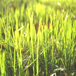 Img8_Bermuda Grass Object Detection Model (v1, 2025-07-15 11:40am) by ML