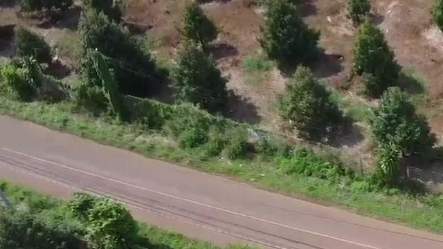 tree3 Object Detection Dataset and Pre-Trained Model by L Tr Thnh