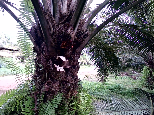 oi palm tree Instance Segmentation Model by jjj