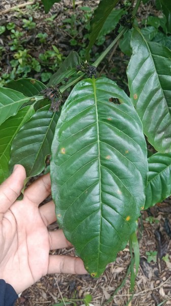 Sistem Deteksi Penyakit Daun Kopi Object Detection Dataset and Pre ... Sistem Deteksi Penyakit Daun Kopi Object Detection Dataset and Pre ...