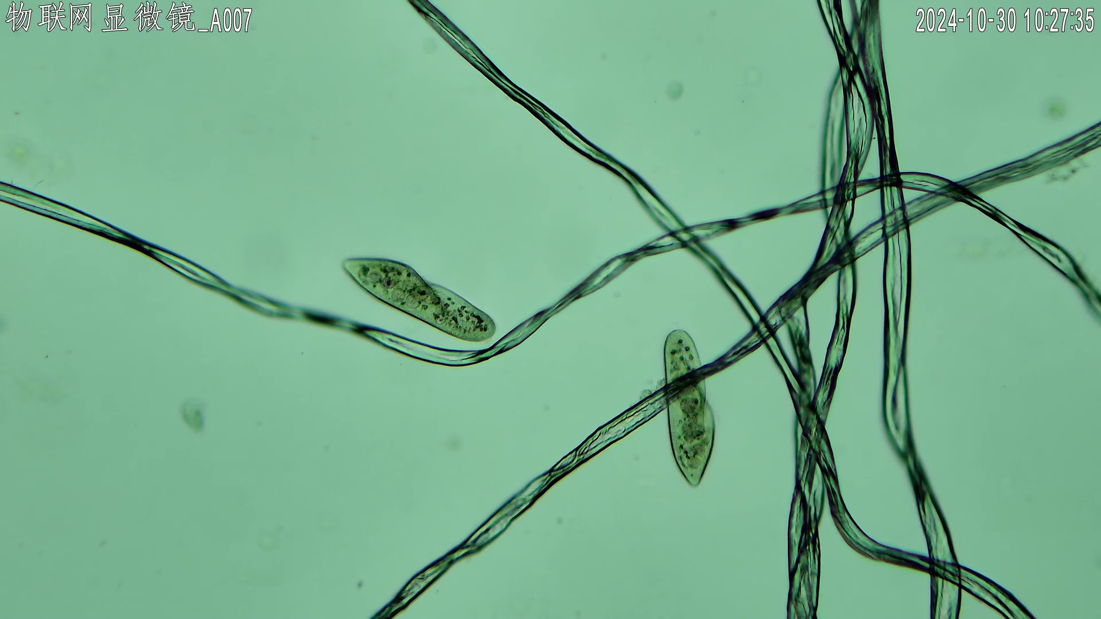 Paramecium model Object Detection Dataset and Pre-Trained Model by smAsh