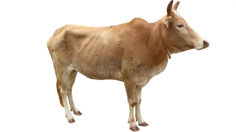 Custom Cattle Classes Object Detection Dataset By Lsd Cow