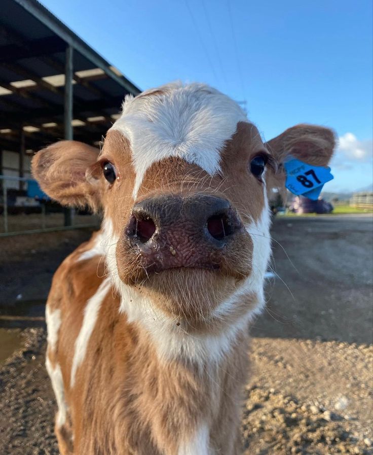 cow Object Detection Model by Masha