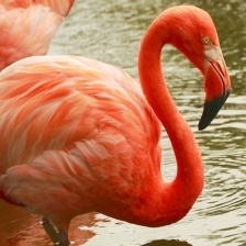 flamingo Object Detection Model by rawan