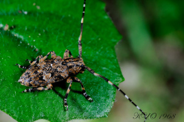 vinson Liu (vinson-liu-esjnp) - Roboflow Universe