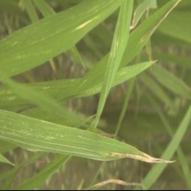 Rice Plant Nutrient Deficiencies Object Detection Model by agrigrow