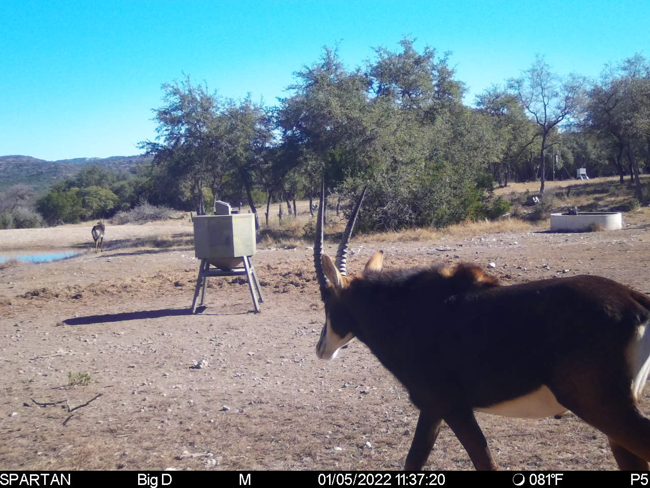4C Animals Object Detection Dataset by casezack177@gmail.com