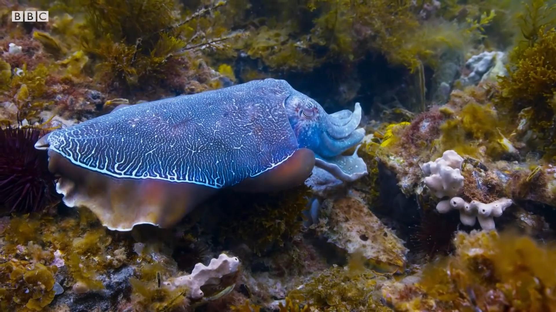 ceph_detect Object Detection Dataset by workspace1