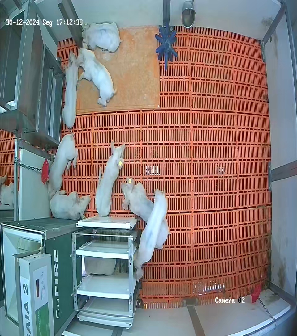 pig-pose Keypoint Detection Dataset by pigs