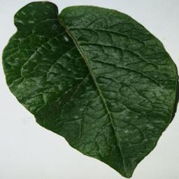 Potato Dataset Arrangement Classification Dataset by Animal Dataset ...