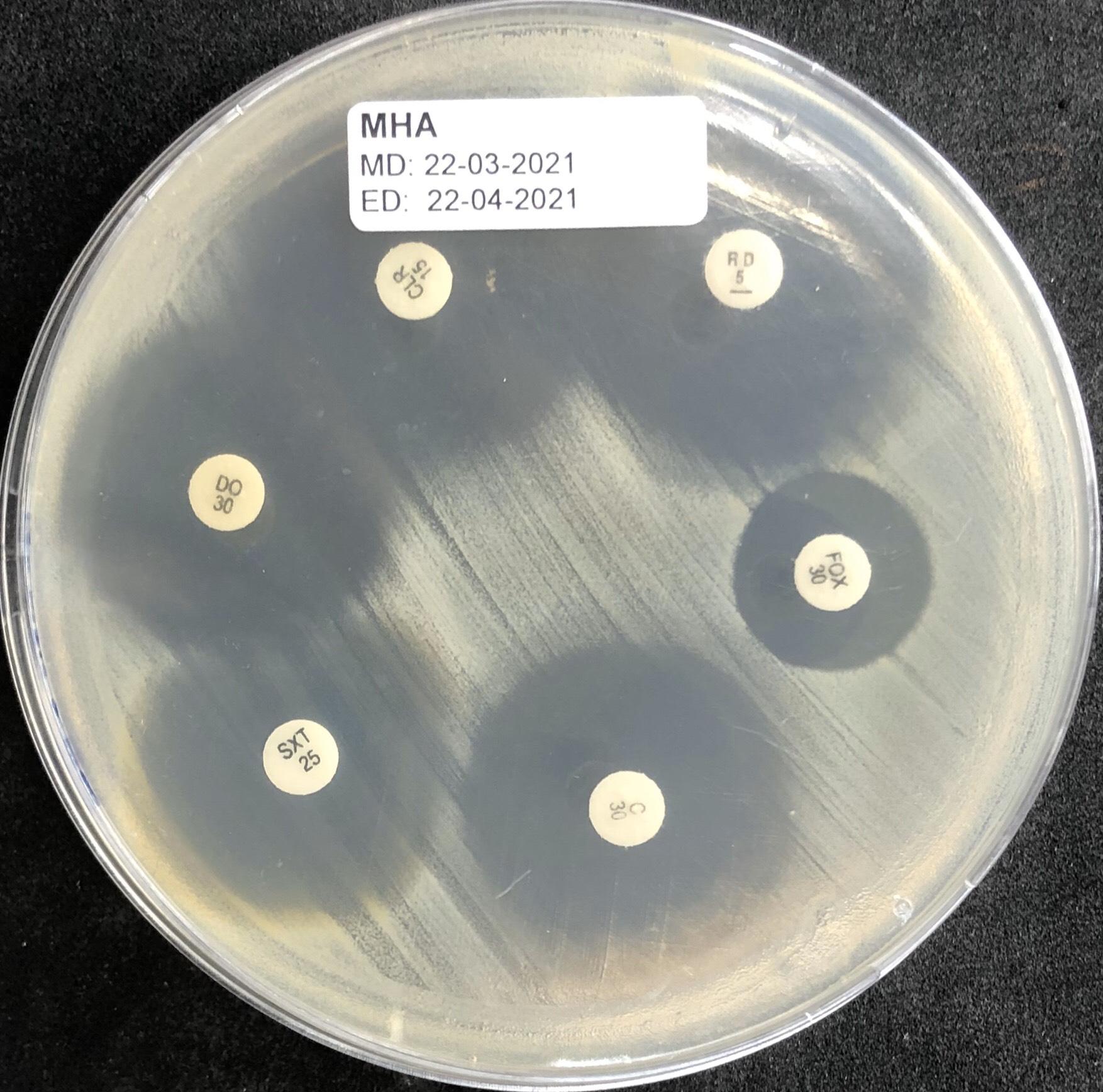 Pills Finder Object Detection Dataset By Neo2