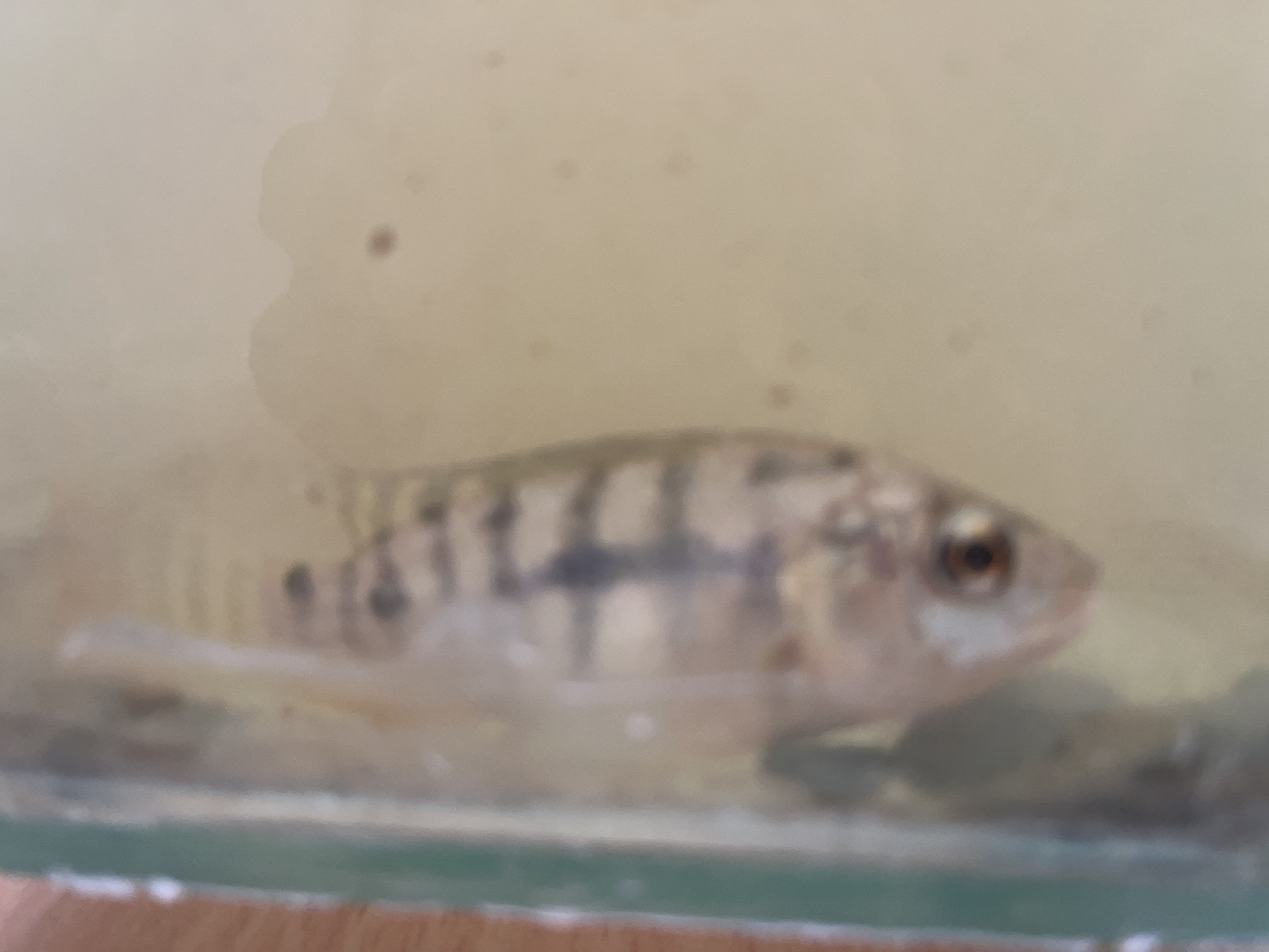 FIsh+occlusion Object Detection Model by Fish