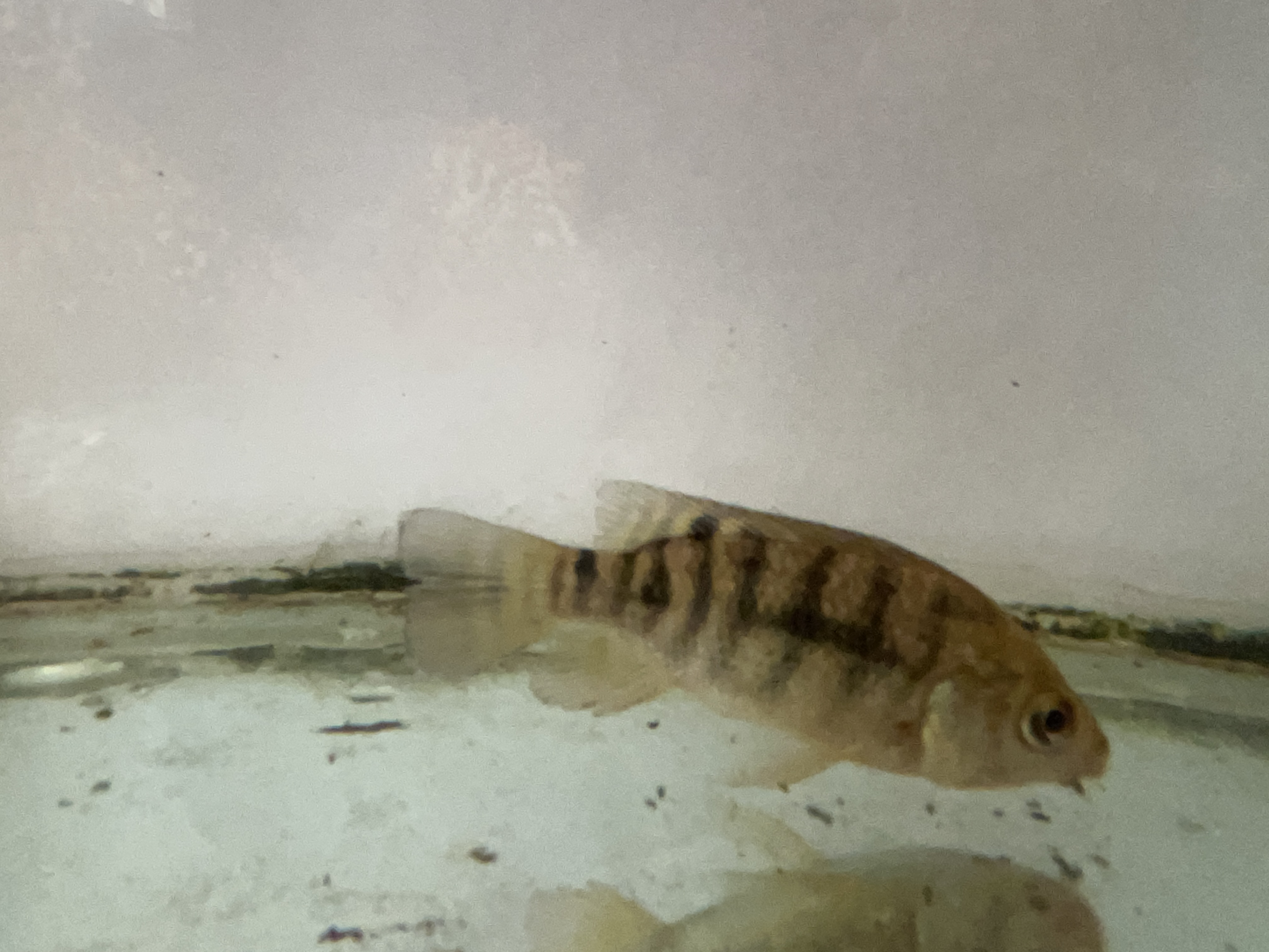 Tilapia Classification Dataset and Pre-Trained Model by Fish