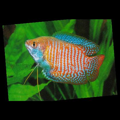 Gourami Object Detection Dataset by Cyril Chan