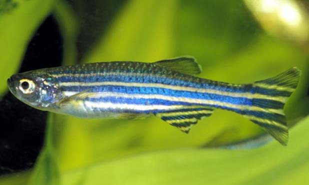 Zebrafish Object Detection Dataset by Cyril Chan