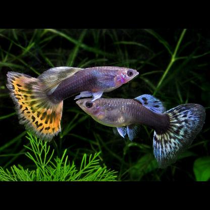 Guppy Bigtail Object Detection Dataset by Cyril Chan