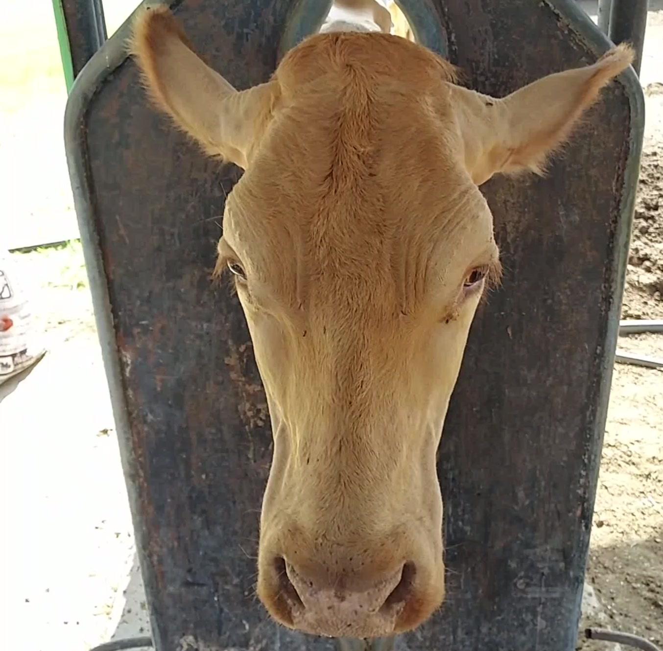 Cow_face Instance Segmentation Dataset by Raw Data