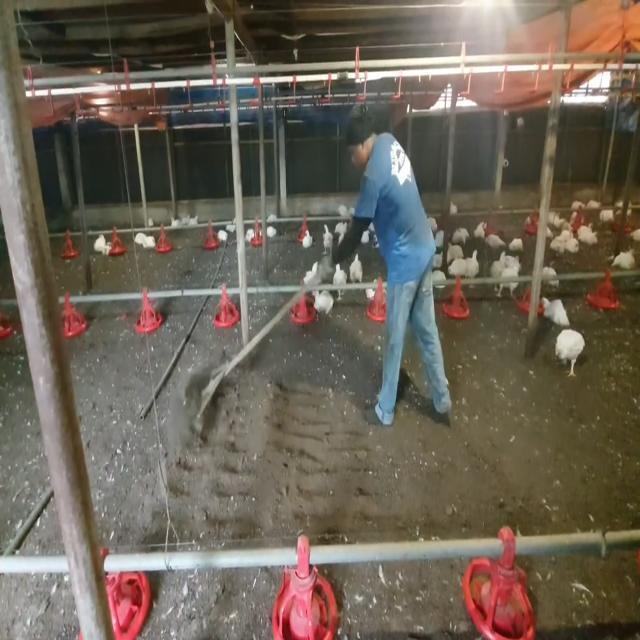 Smart Poultry Farm Litter Raking Object Detection Dataset And Pre