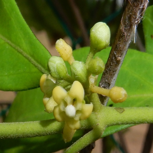 OMO-New Object Detection Dataset by plantReconize