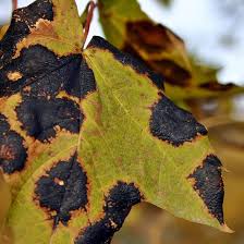 Leaf Disease Identification10img Instance Segmentation Dataset and Pre-Trained Model by Roboflowenv