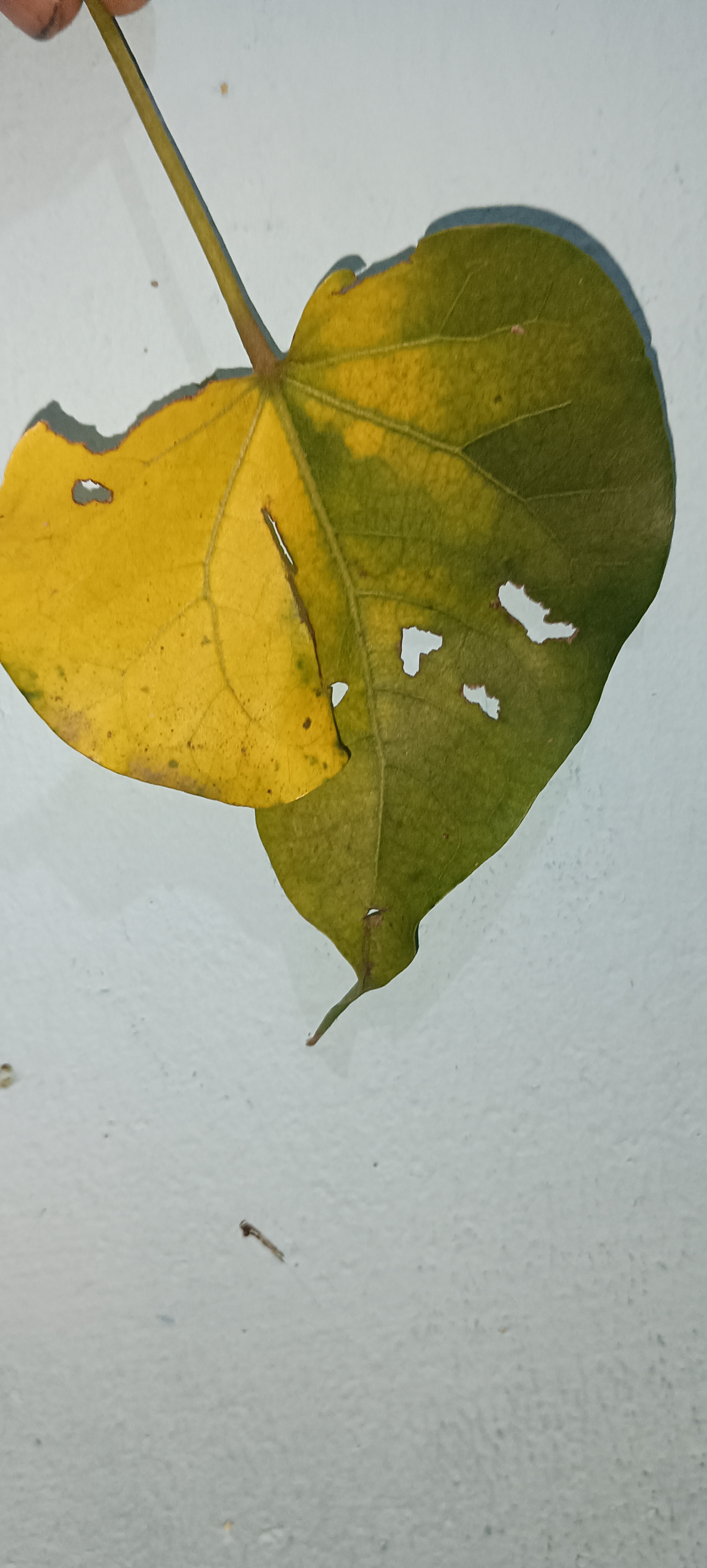 How to Use the Leaf Disease Identification10img Instance Segmentation API