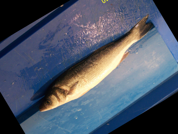 Tez (Sea Bass) Object Detection Dataset by suuuu