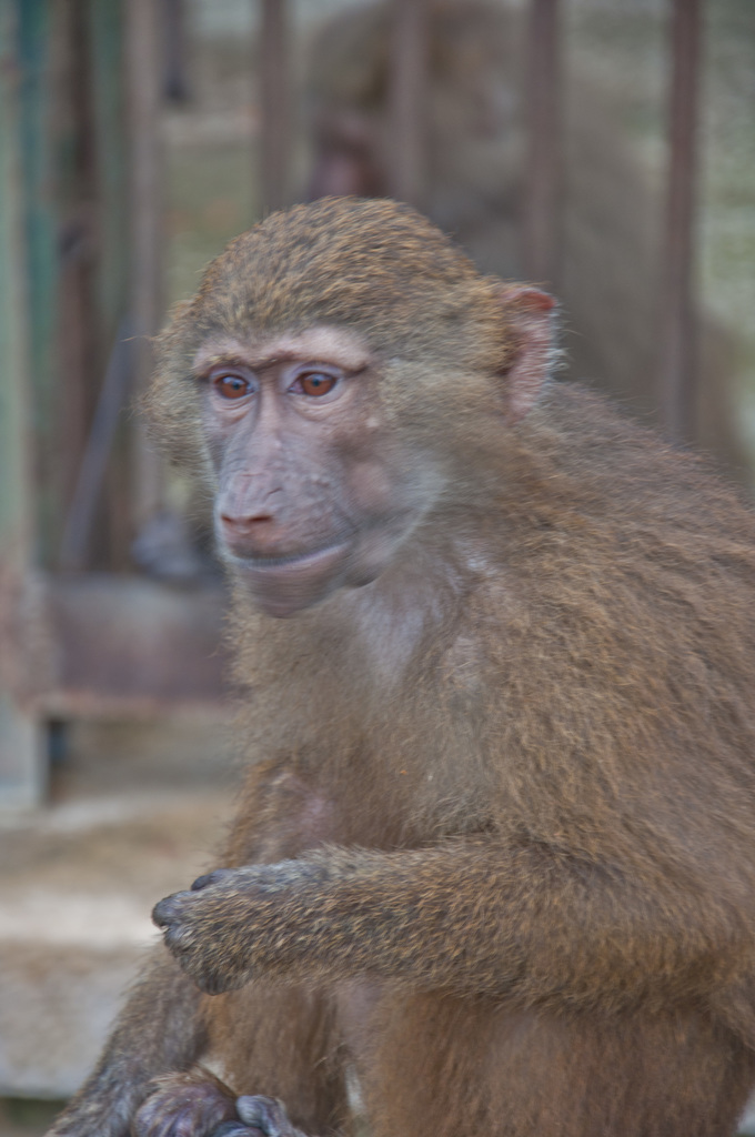 Monkey Behavior Object Detection Dataset and Pre-Trained Model by segmentation