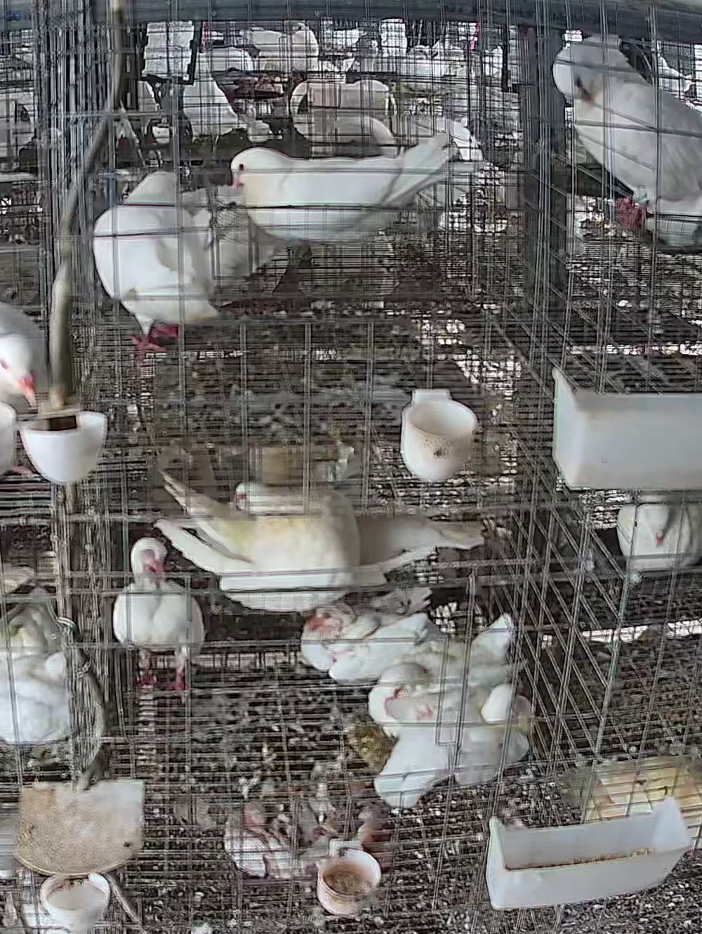 pigeon Object Detection Dataset by pigeon