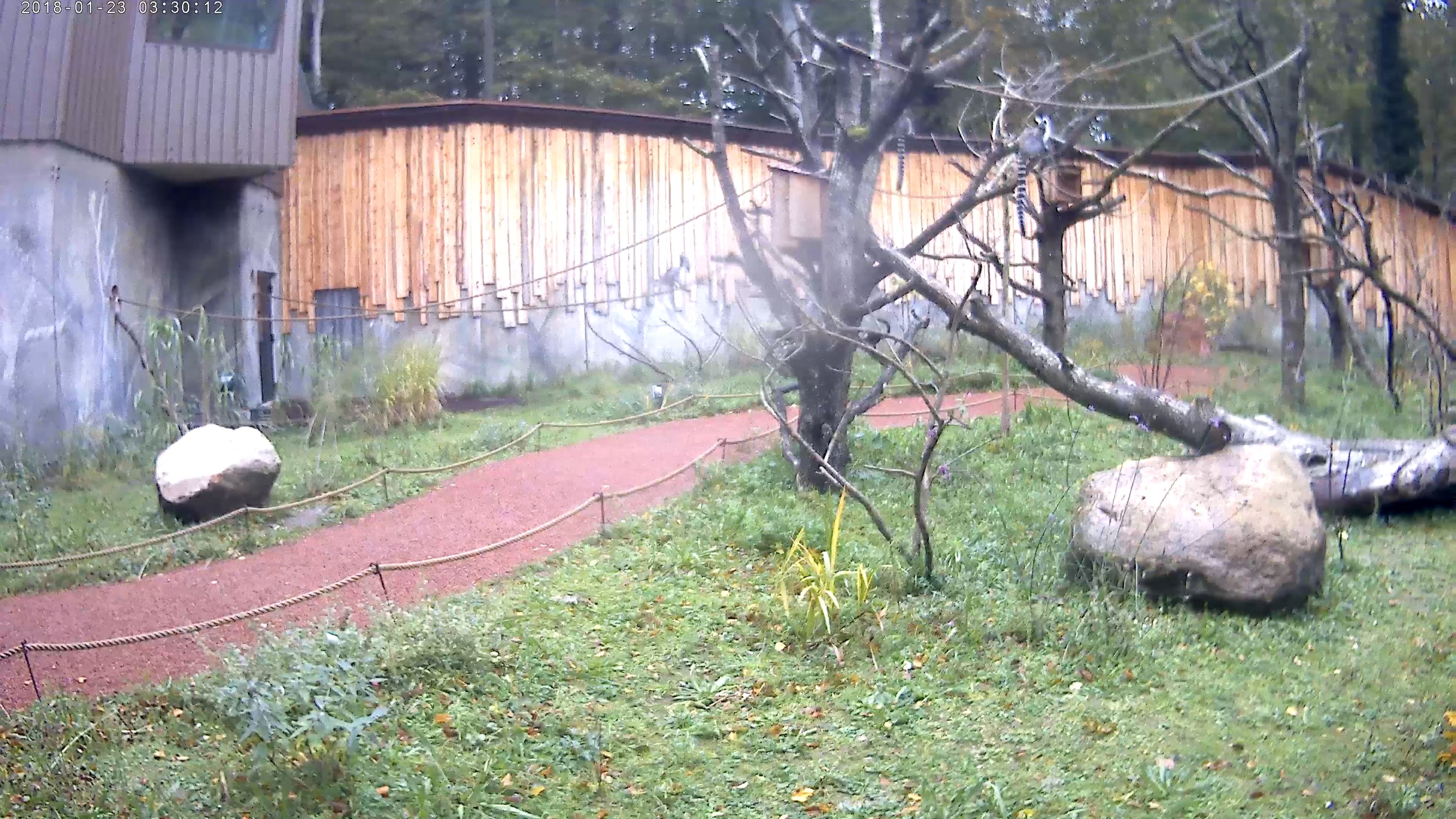 Lemur Object Detection Model by Aalborg Universitet