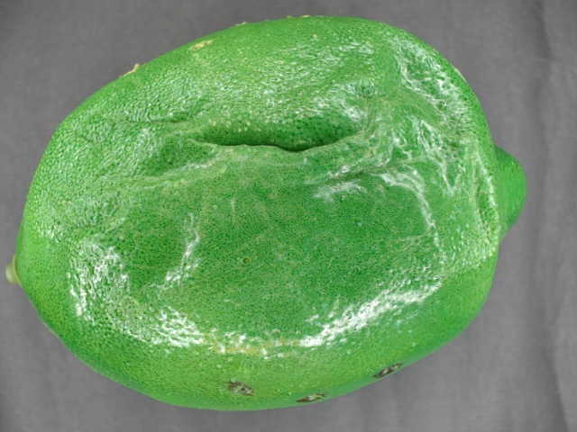 Fruit Classification Object Detection Dataset And Pre Trained Model By