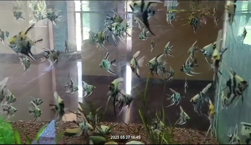 Fish Video Object Detection Dataset and Pre-Trained Model by AARJOO MURME