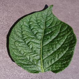 Potato Leaf identification Instance Segmentation Model by vaibhav Patel