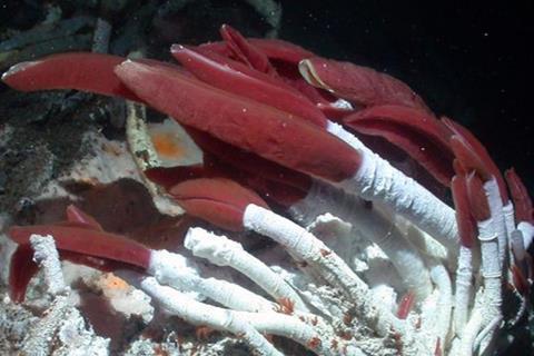 robosub testing Object Detection Dataset and Pre-Trained Model by testing