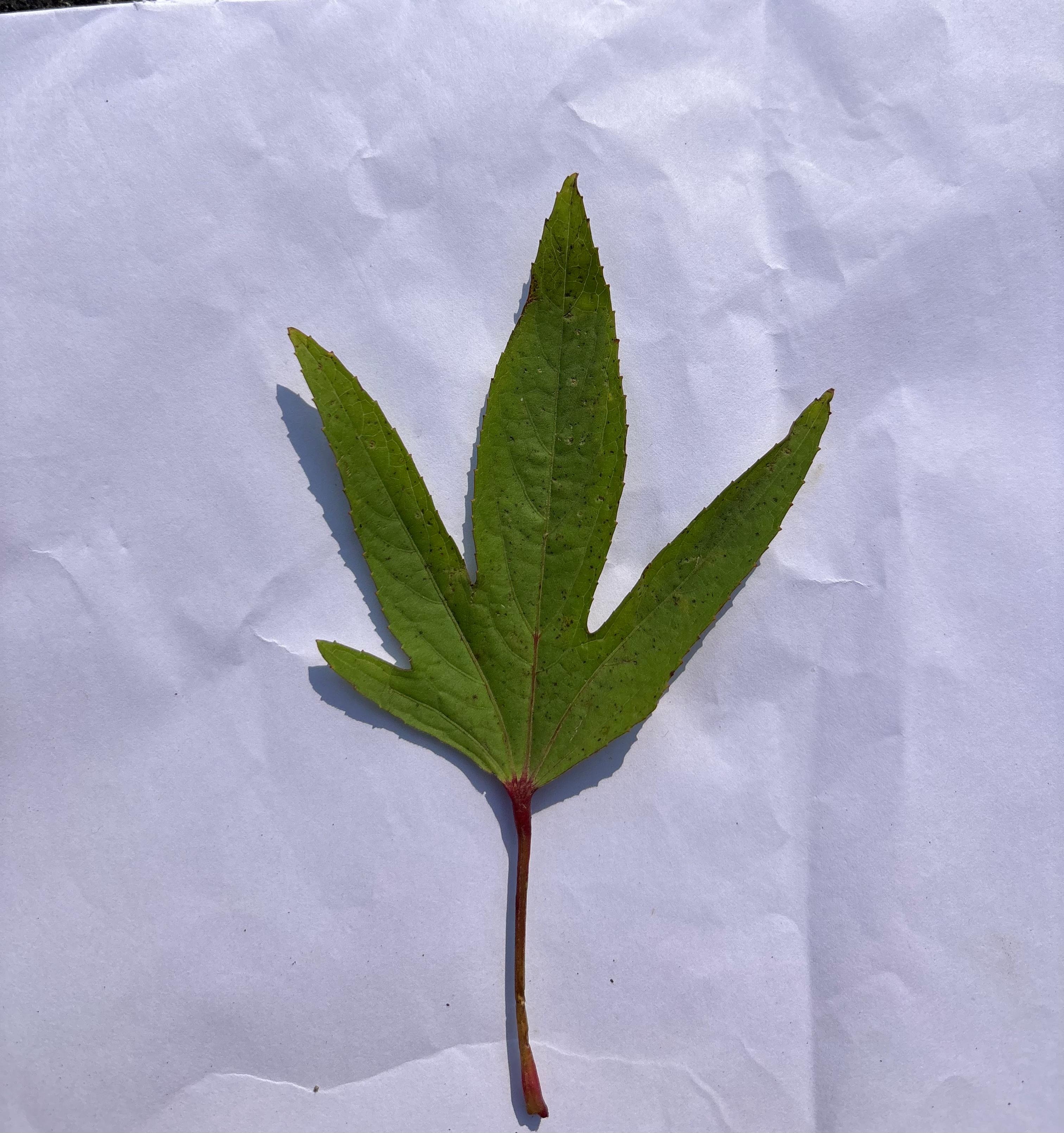 Mtech Project 2 Instance Segmentation Model by Project Department